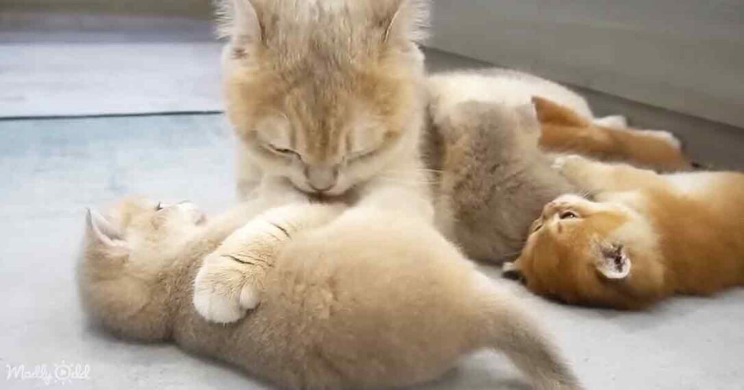 Loving momma cat chats sweetly with her babies – Madly Odd!