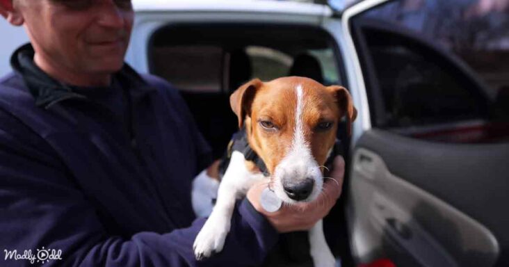 Meet Patron, the courageous bomb-sniffing dog from Ukraine – Madly Odd!