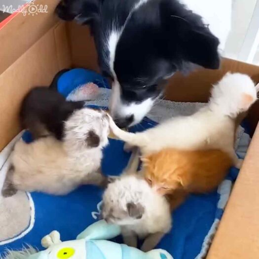 Once scared of kittens, dog becomes proudest foster mom