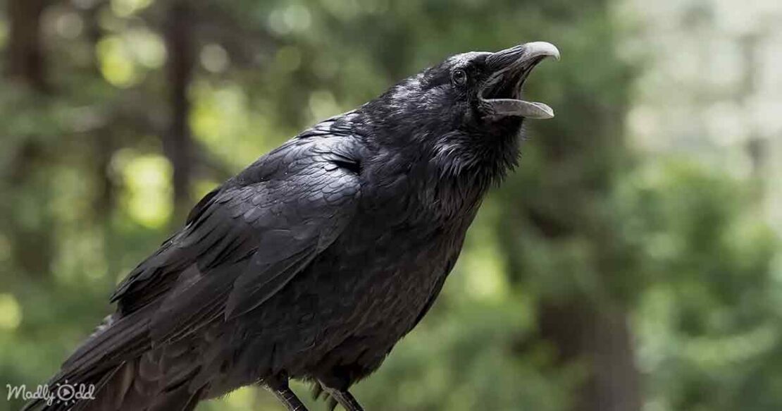 Super intelligent crows’ “tool box” will leave you in awe – Madly Odd!