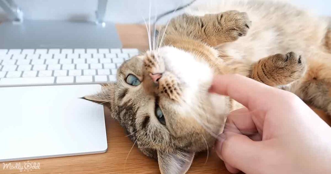 Adorable Alert: Kitten Invades Work Desk and Steals Hearts – Madly Odd!