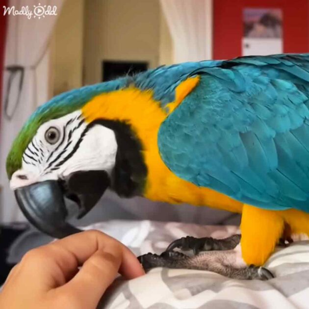 An unloved parrot’s life-changing adoption story – Madly Odd!