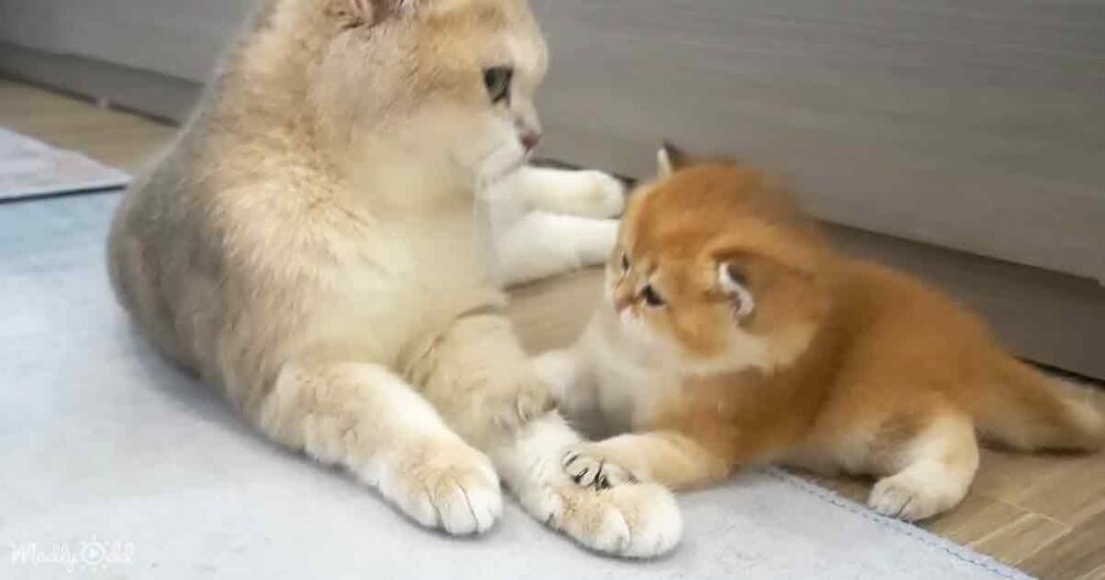 Loving momma cat chats sweetly with her babies – Madly Odd!
