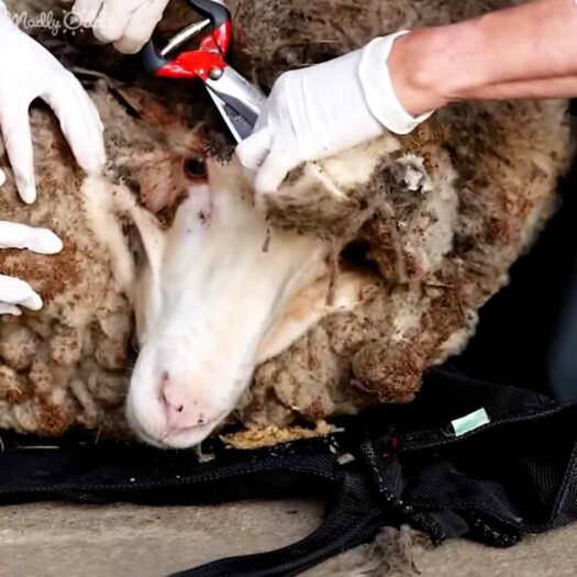 Neglected sheep transforms after 90-pound wool rescue
