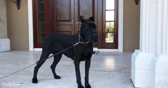 Rescued Great Dane’s new family brings love and laughter – Madly Odd!