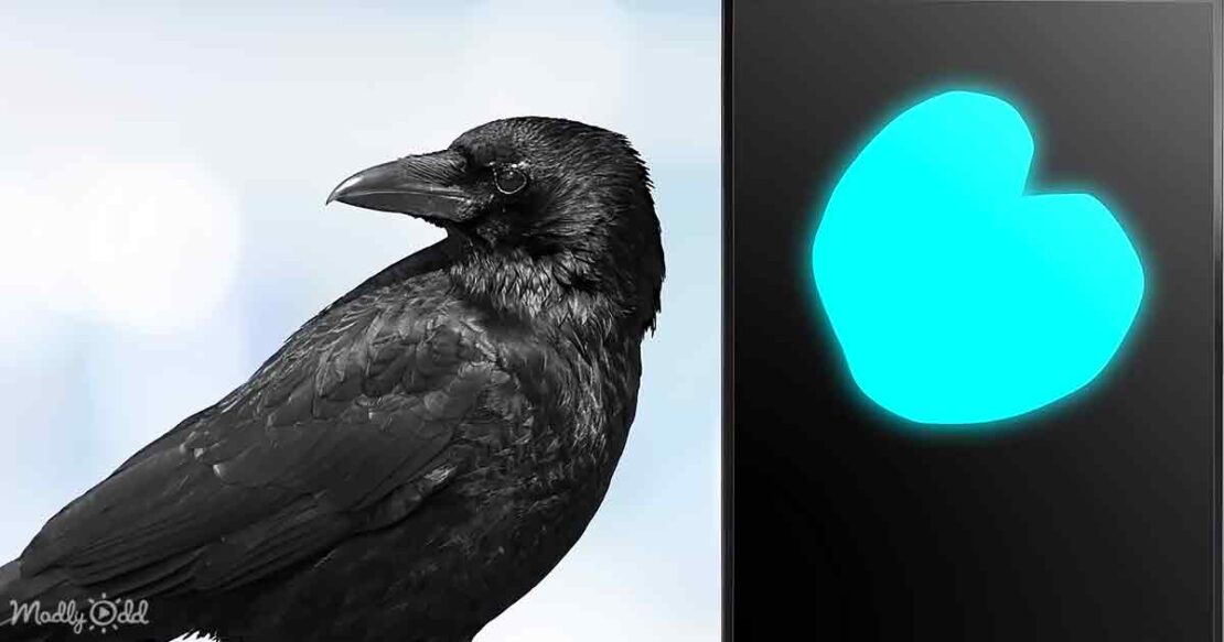 Super intelligent crows’ “tool box” will leave you in awe – Madly Odd!