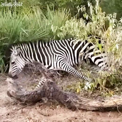 Tourists Race to Save Zebra Trapped In Snare
