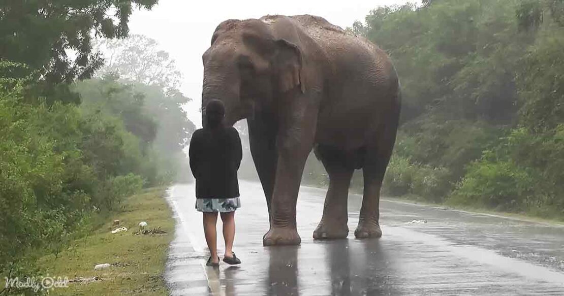 Fearless woman meets a majestic elephant in the jungle – Madly Odd!