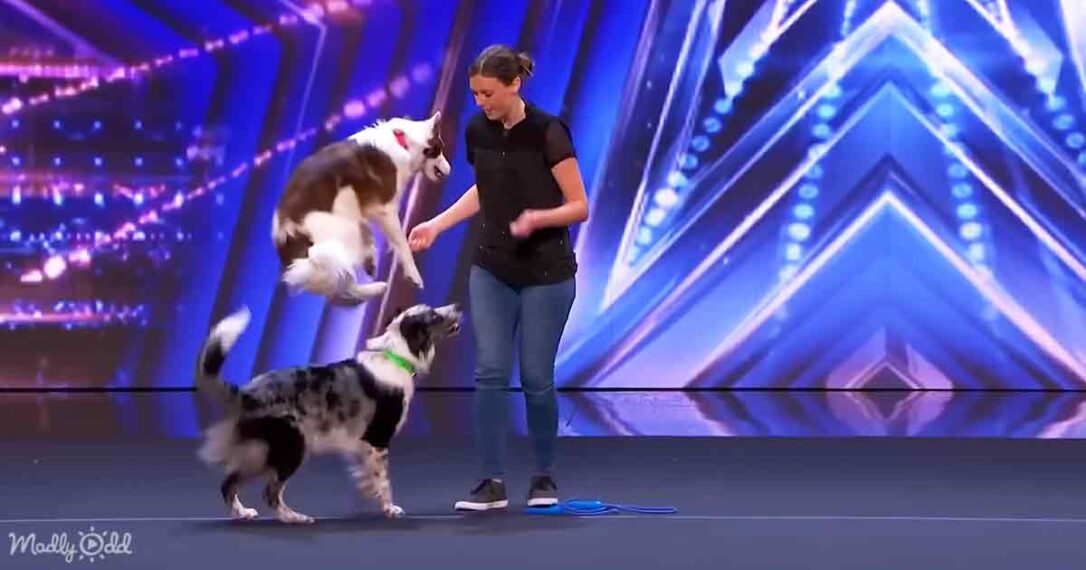 10 incredible canine acts that will bring joy to your day – Madly Odd!