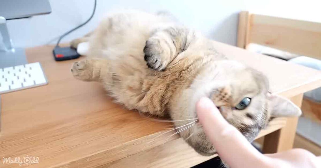 Adorable Alert: Kitten Invades Work Desk and Steals Hearts – Madly Odd!