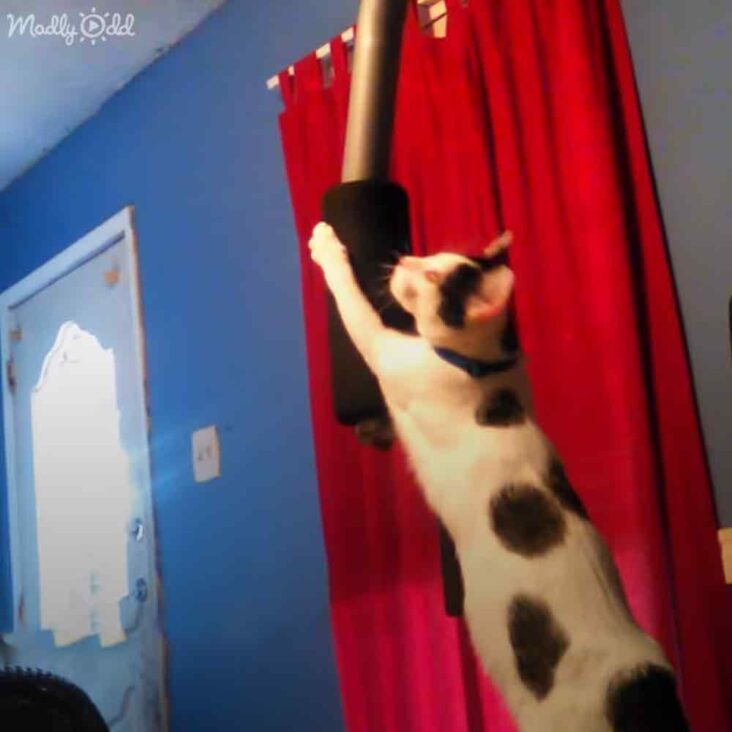 Cats hilariously attempt a human-style workout – Madly Odd!