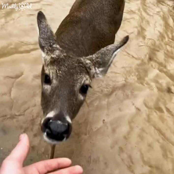 Delighted deer and family frolic in rain puddle together – Madly Odd!