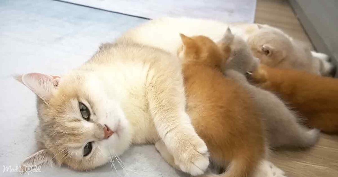 Loving momma cat chats sweetly with her babies – Madly Odd!