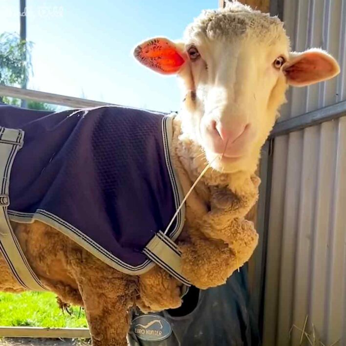 Neglected sheep transforms after 90-pound wool rescue – Madly Odd!