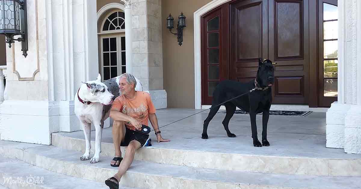 Rescued Great Dane’s new family brings love and laughter – Madly Odd!