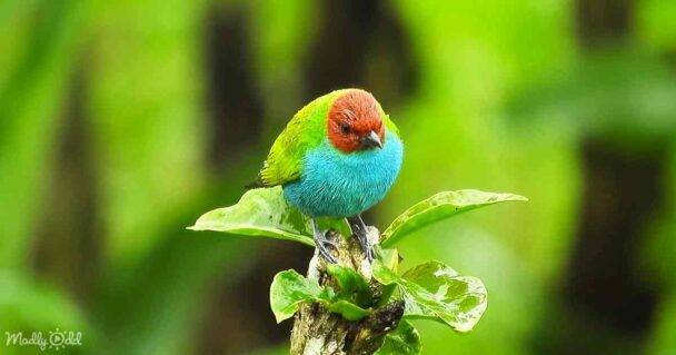 Soothing songbird melodies to lift your spirits and inspire your soul ...