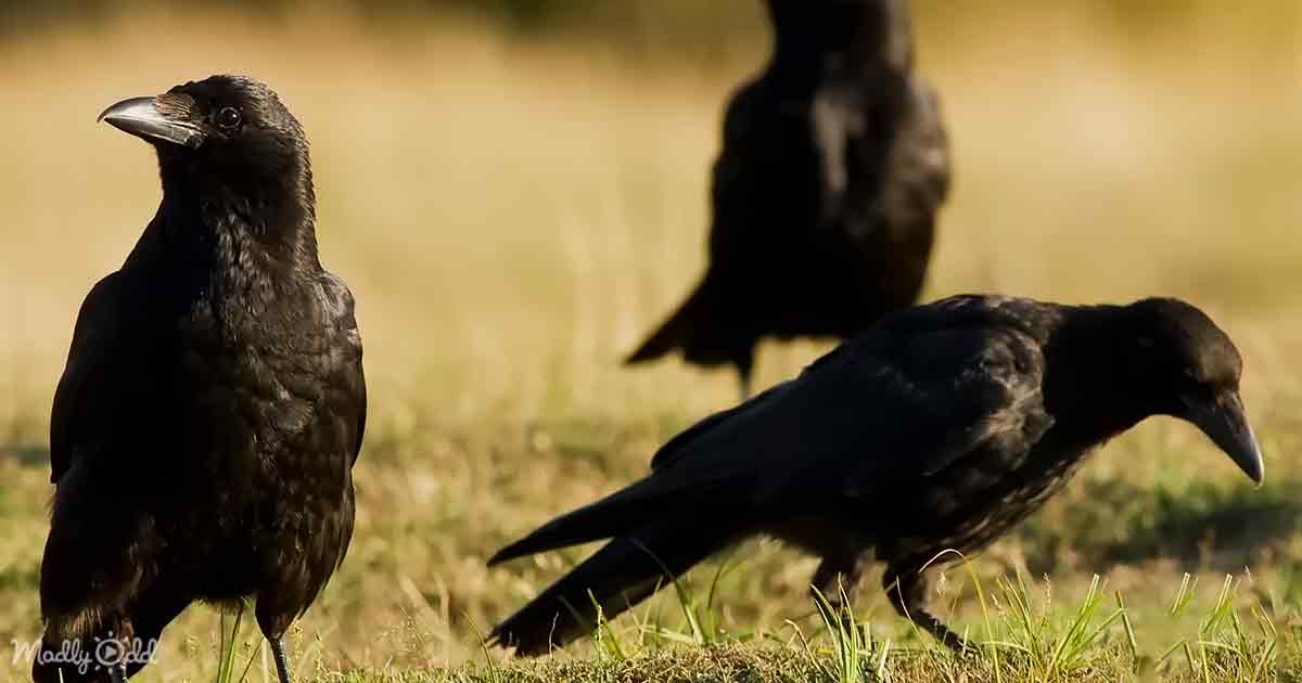 Super intelligent crows’ “tool box” will leave you in awe – Madly Odd!