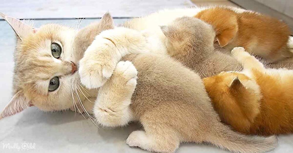Loving momma cat chats sweetly with her babies – Madly Odd!