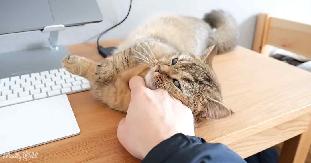 Adorable Alert: Kitten Invades Work Desk and Steals Hearts – Madly Odd!