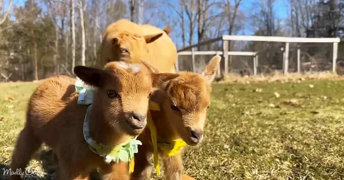 Baby Goats Walking with Their Mama – Madly Odd!