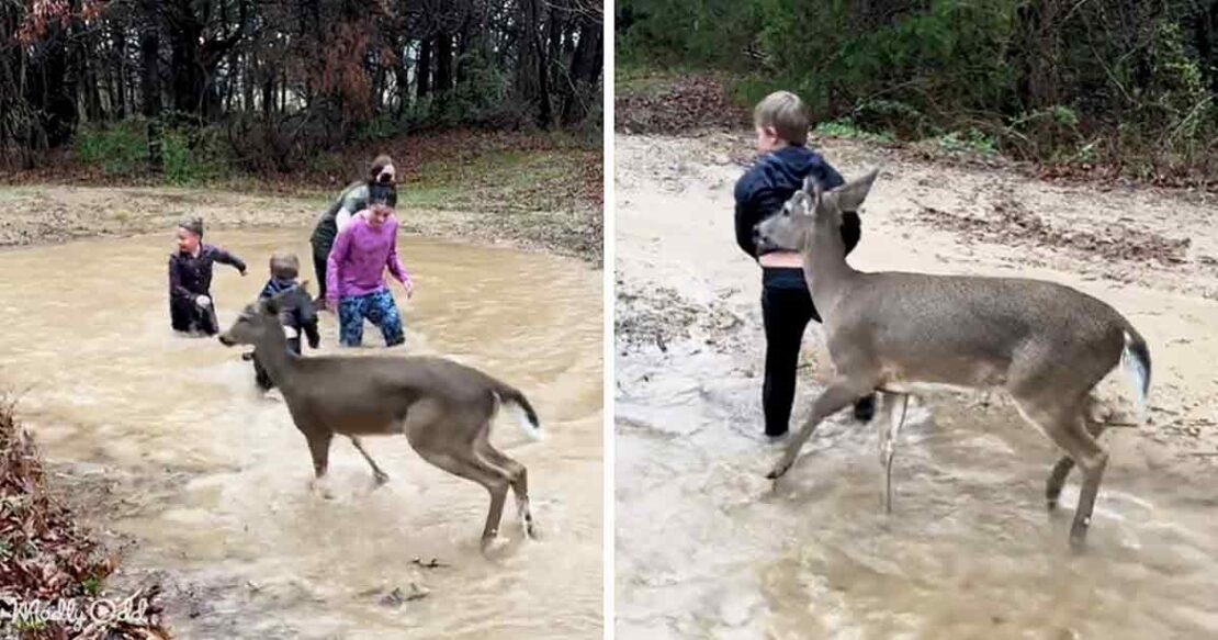 Delighted deer and family frolic in rain puddle together – Madly Odd!