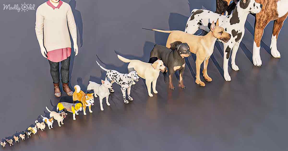 Discover the Future Size of Your Puppy with This Guide