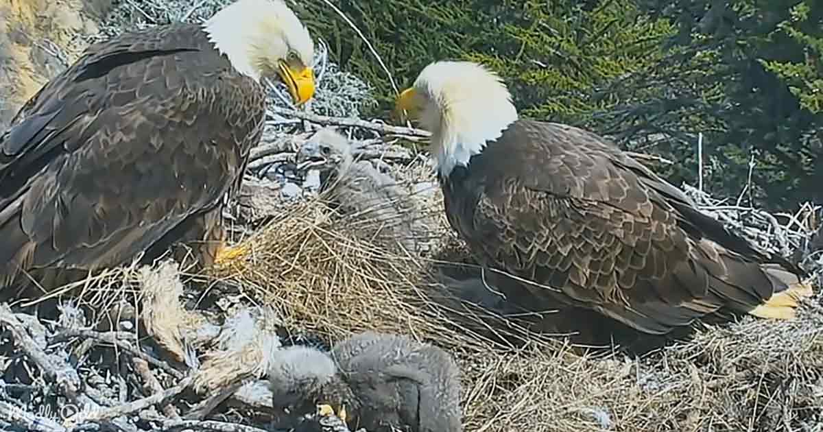 Eagles’ heroic nest protection during earthquake shocks world