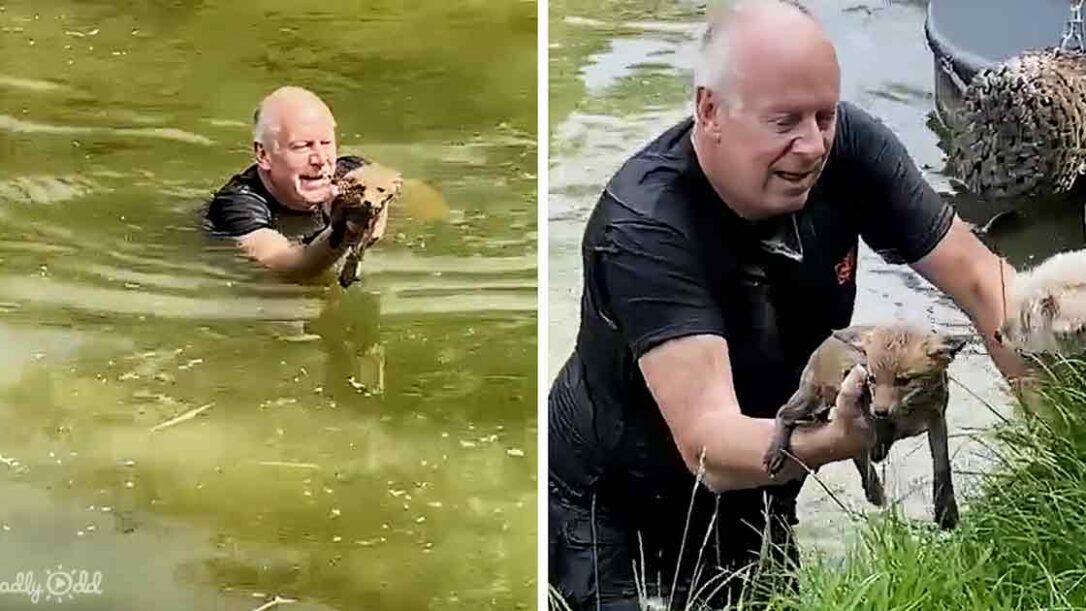 Tiny wild kittens reunite with mama thanks to persistent rescuers ...