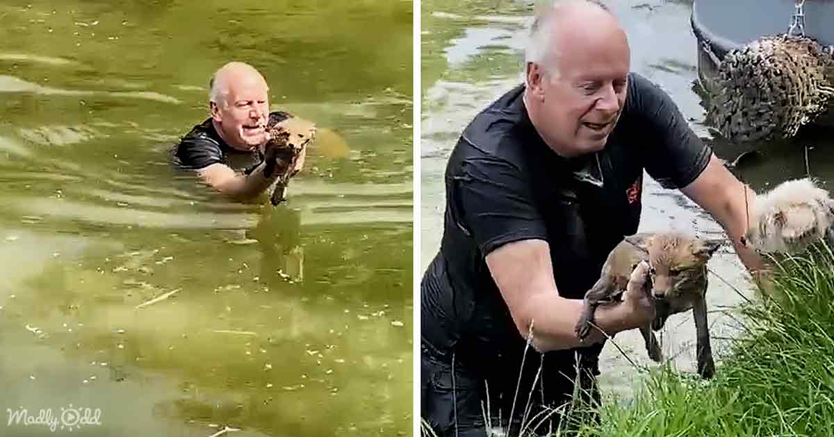 Man heroically saves drowning baby fox in canal – Madly Odd!