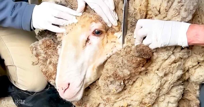 Neglected sheep transforms after 90-pound wool rescue