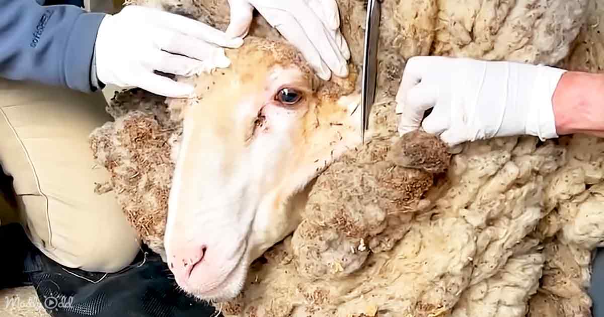 Neglected sheep transforms after 90-pound wool rescue