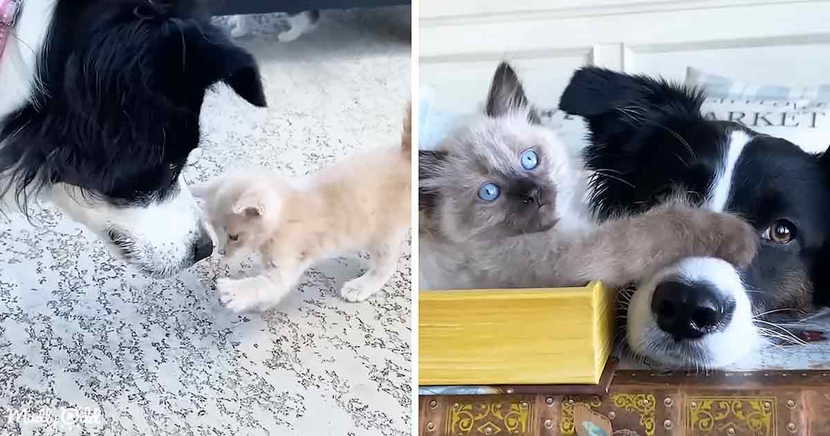 Once scared of kittens, dog becomes proudest foster mom