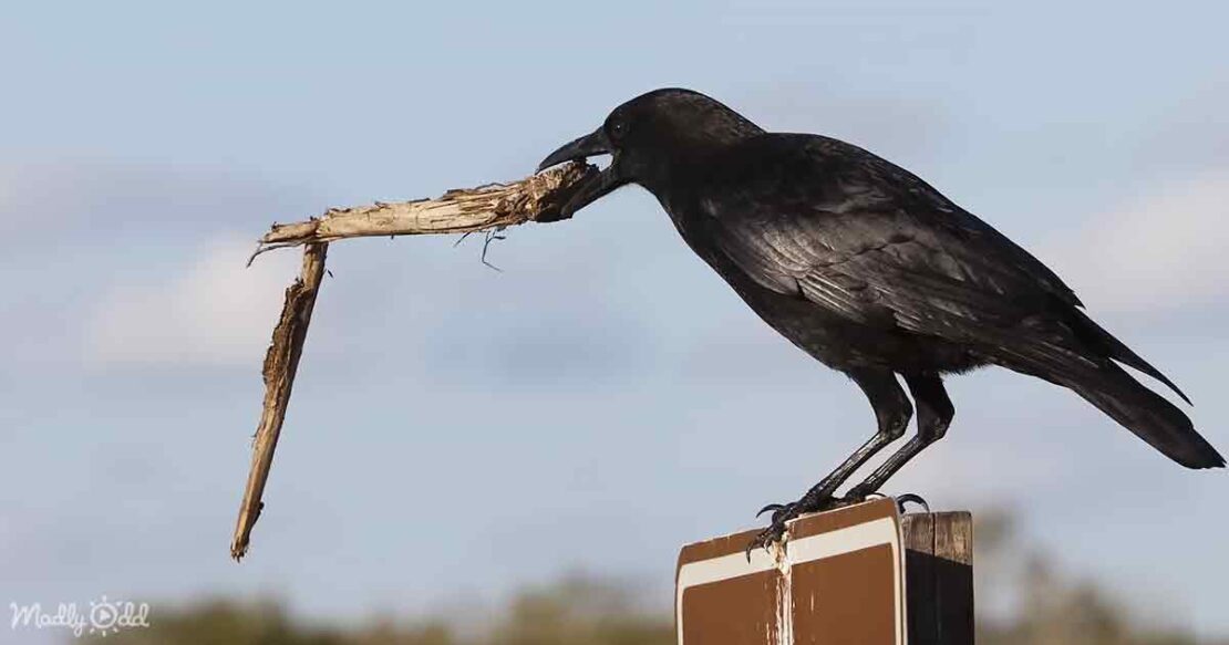 Super intelligent crows’ “tool box” will leave you in awe – Madly Odd!