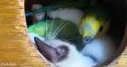 Unlikely friendship blooms between kitten and parrot – Madly Odd!