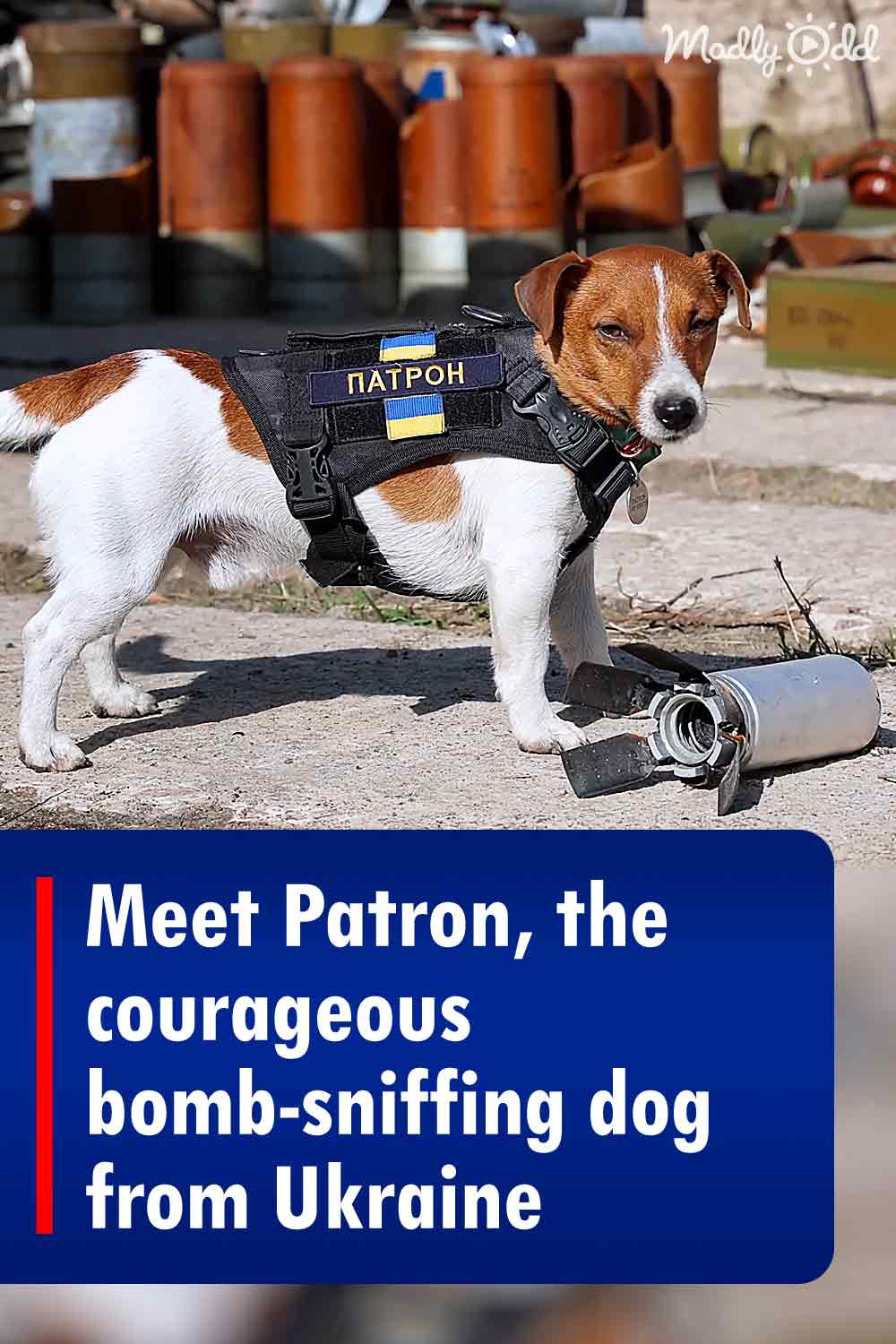 Meet Patron, the courageous bomb-sniffing dog from Ukraine – Madly Odd!
