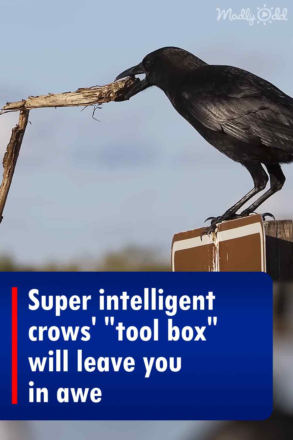 Super intelligent crows’ “tool box” will leave you in awe – Madly Odd!