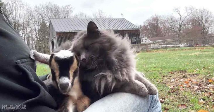 Adorable Cat and Baby Goat form unbreakable cuddle bond – Madly Odd!