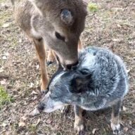 Deer and Cattle Dog share unbelievable, heartwarming bond – Madly Odd!