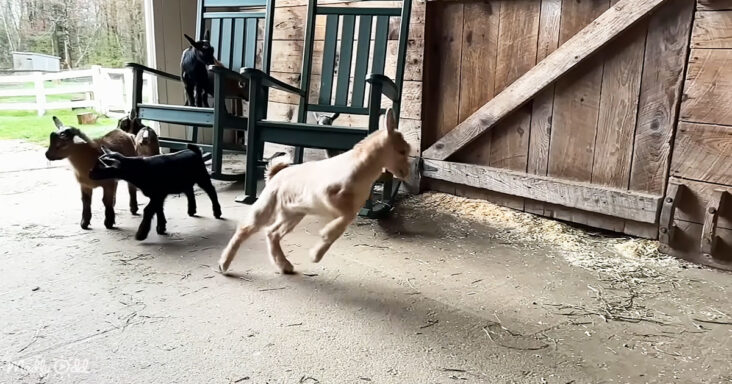 Revel in the Unexpected Elegance of Baby Goats Dancing in Slow Motion ...