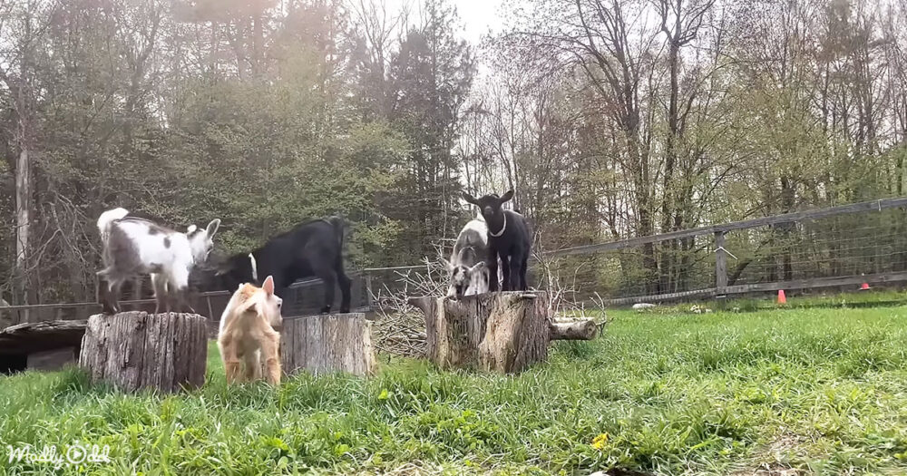 An Unexpected Rush Hour Filled with Frolicking Baby Goats – Madly Odd!