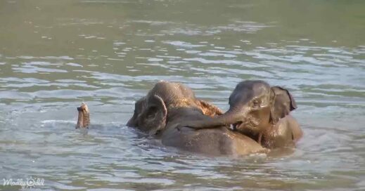 Mother and Baby Elephant’s heartwarming first swim together – Madly Odd!