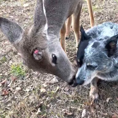 Deer and Cattle Dog share unbelievable, heartwarming bond – Madly Odd!