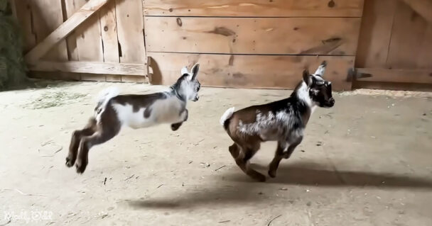 Revel in the Unexpected Elegance of Baby Goats Dancing in Slow Motion ...