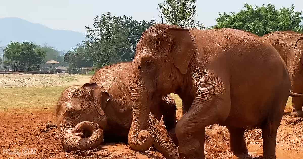 Unforgettable Elephants’ tender embrace in mud bath melts hearts