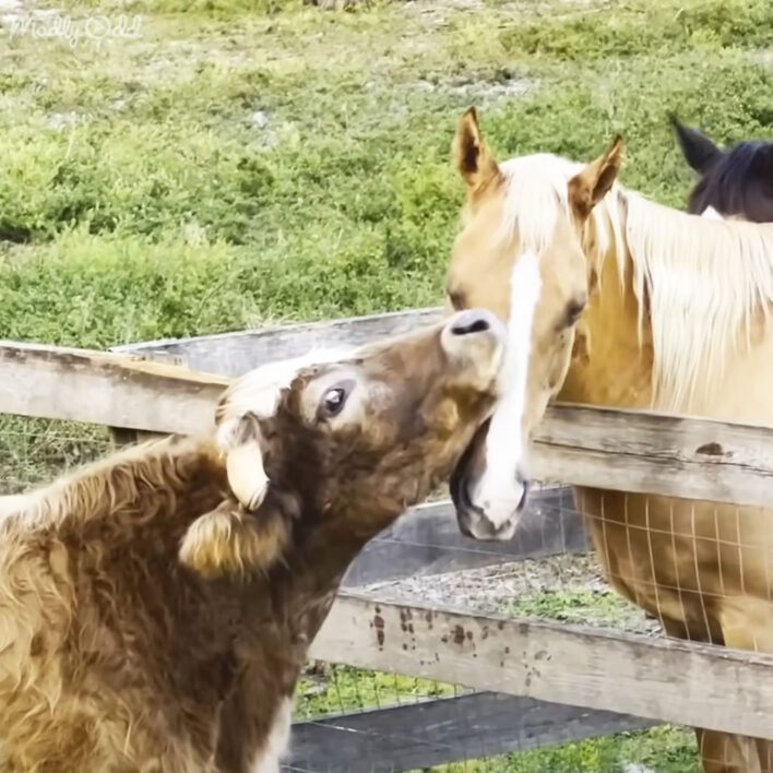 Horse Mornings Made Sweeter by Affectionate and Goofy Cow – Madly Odd!