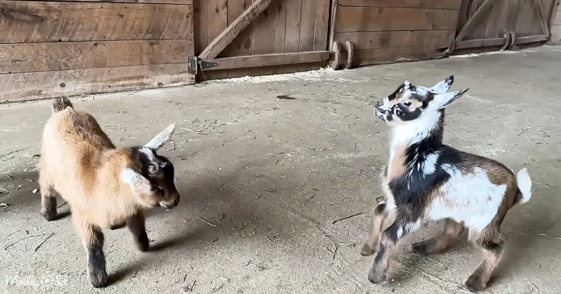 Revel in the Unexpected Elegance of Baby Goats Dancing in Slow Motion