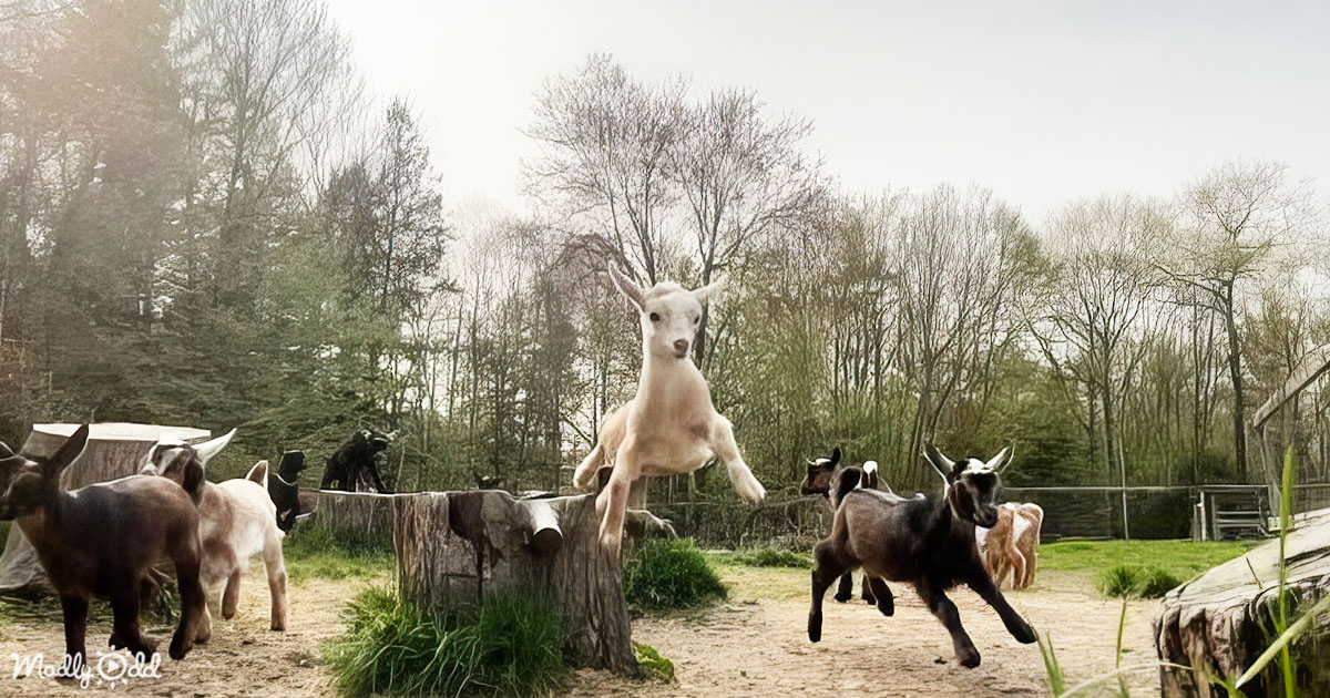 An Unexpected Rush Hour Filled with Frolicking Baby Goats – Madly Odd!
