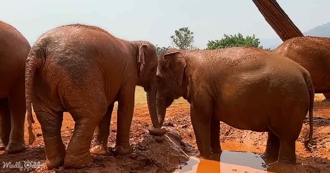Unforgettable Elephants’ tender embrace in mud bath melts hearts ...