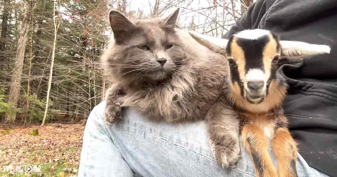 Adorable Cat and Baby Goat form unbreakable cuddle bond – Madly Odd!