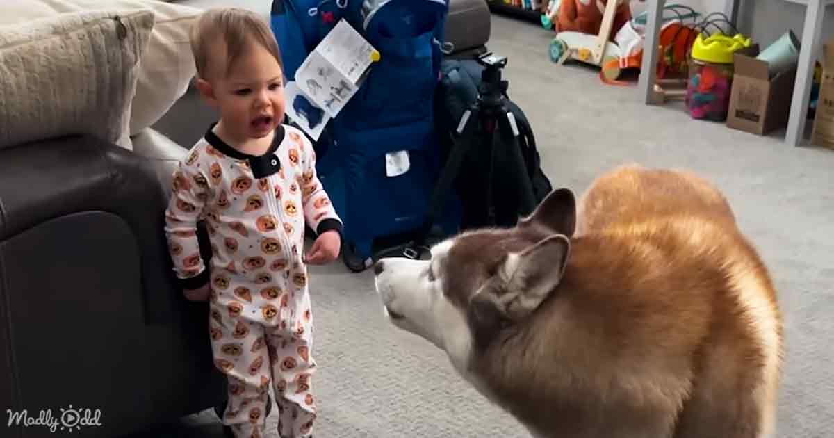 Discover the charming signs your child is being raised by huskies ...